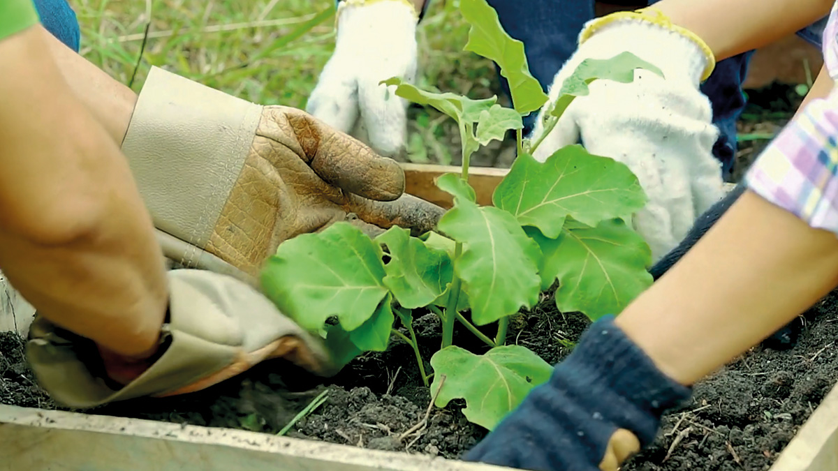 Arboricultural Association Careers In Arboriculture